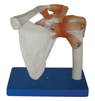 Life Size Model, Shoulder Joint | Medimecs Pty Ltd