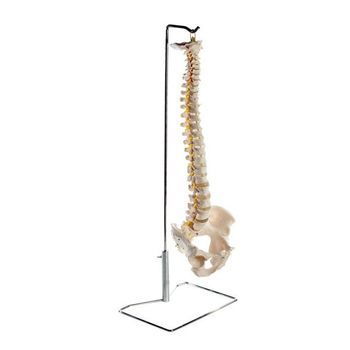 Life Size Model, Vertebral Column with Pelvis and Stand, Square ...